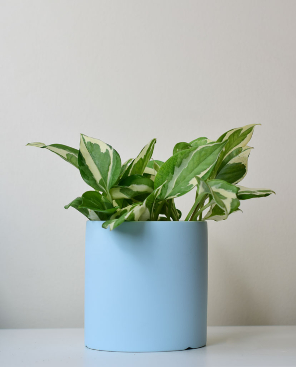 hues light blue pothos njoy | PINE SG