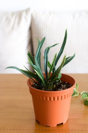 Blue Oil Fern (Microsorum Thailandicum) | PINE SG