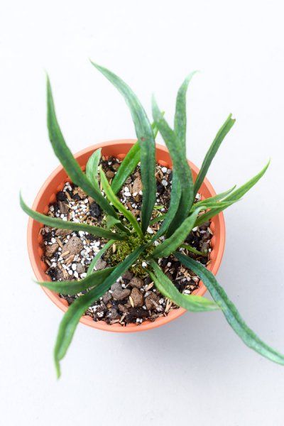 Blue Oil Fern (Microsorum Thailandicum) | PINE SG