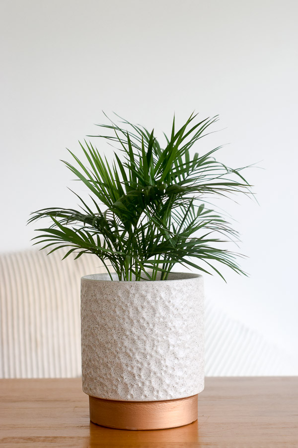 Botanico, from the Elegance collection | PINE SG