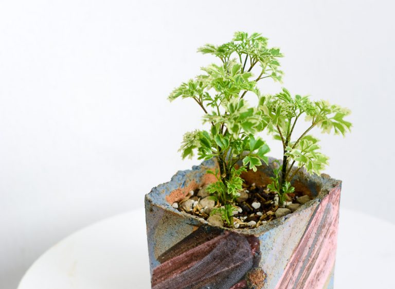 Pithecellobium Confertum (Everfresh Tree) | PINE SG