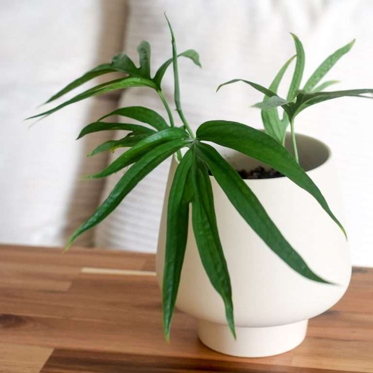 Pithecellobium Confertum (Everfresh Tree) | PINE SG