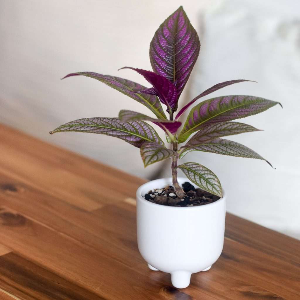 Pithecellobium Confertum (Everfresh Tree) | PINE SG