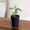 Pithecellobium Confertum (Everfresh Tree) | PINE SG