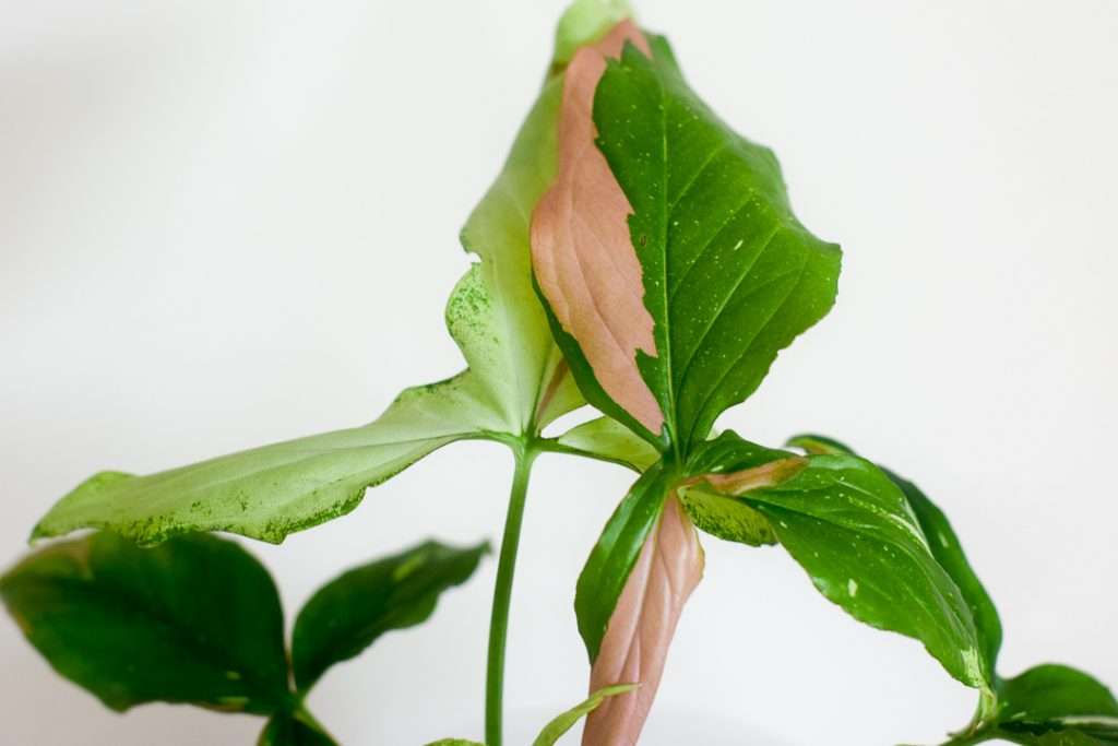 Syngonium Red Spot Tricolor | PINE SG
