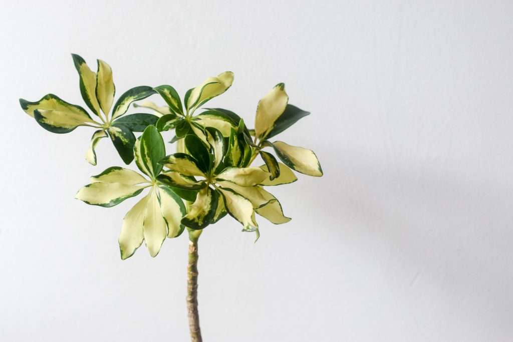 Schefflera Arboricola Variegated | PINE SG