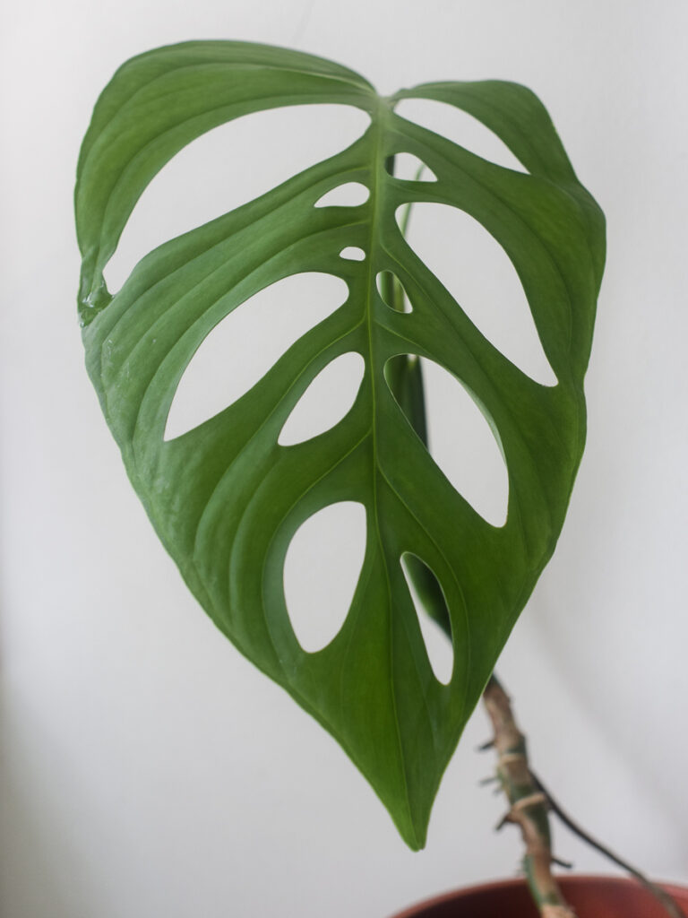 Monstera Esqueleto, from the Naked collection | PINE SG